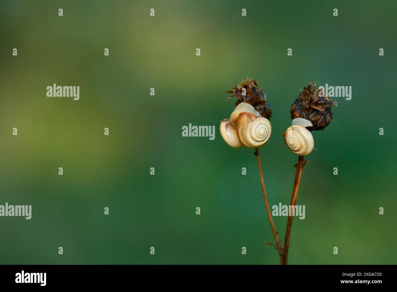 Common heath snail, also known as western heath snail, Helicella itala ...