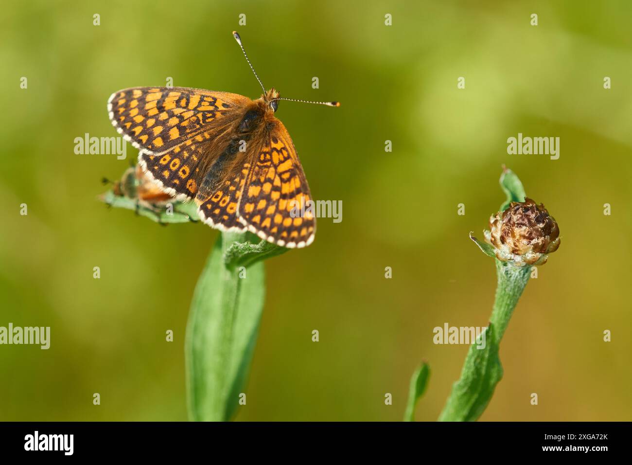 Plantain fritillary (Melitaea cinxia) on a meadow knapweed. Glanville ...