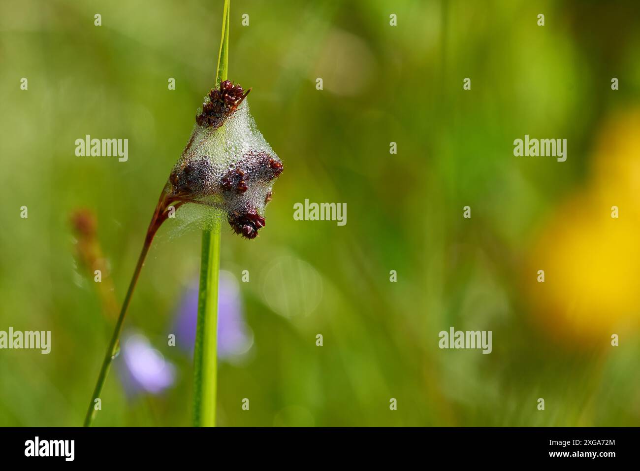 Foam nest of a cicada on a blade of grass. Cicada, foam cicada on ...