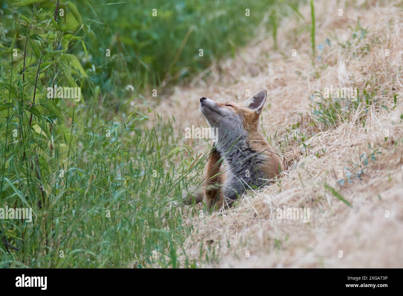 Young red fox hunting mice. Young red fox hunting Stock Photo - Alamy Young red fox hunting mice. Young red fox hunting Stock Photo - Alamy