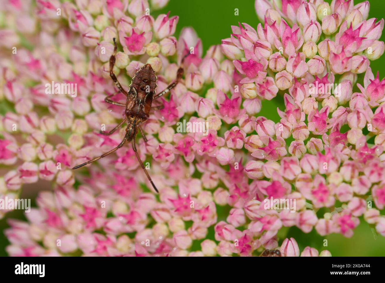Nymph western conifer seed bug on sedum Stock Photo - Alamy