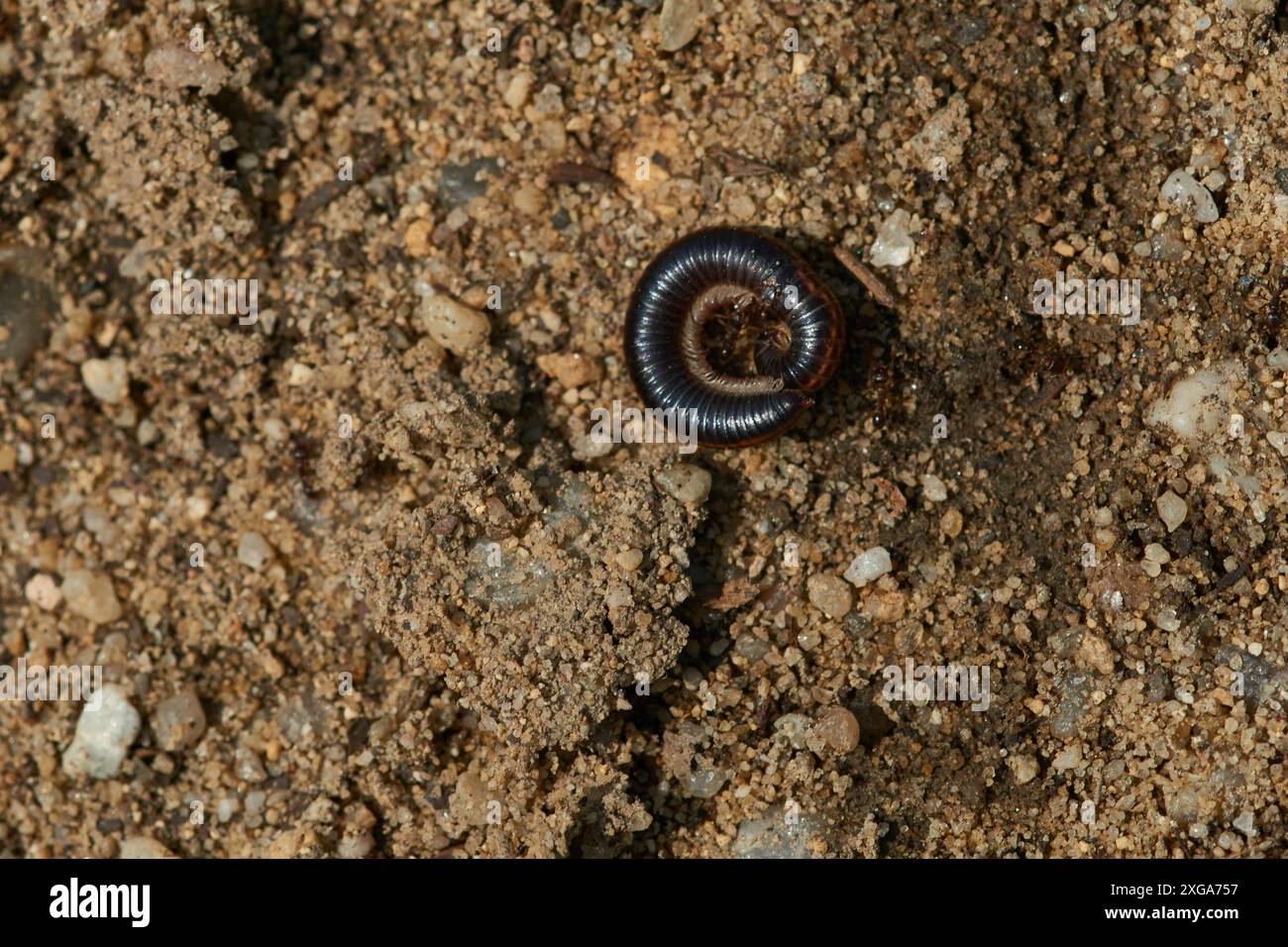 Millipede ommatoiulus sabulosus hi-res stock photography and images - Alamy