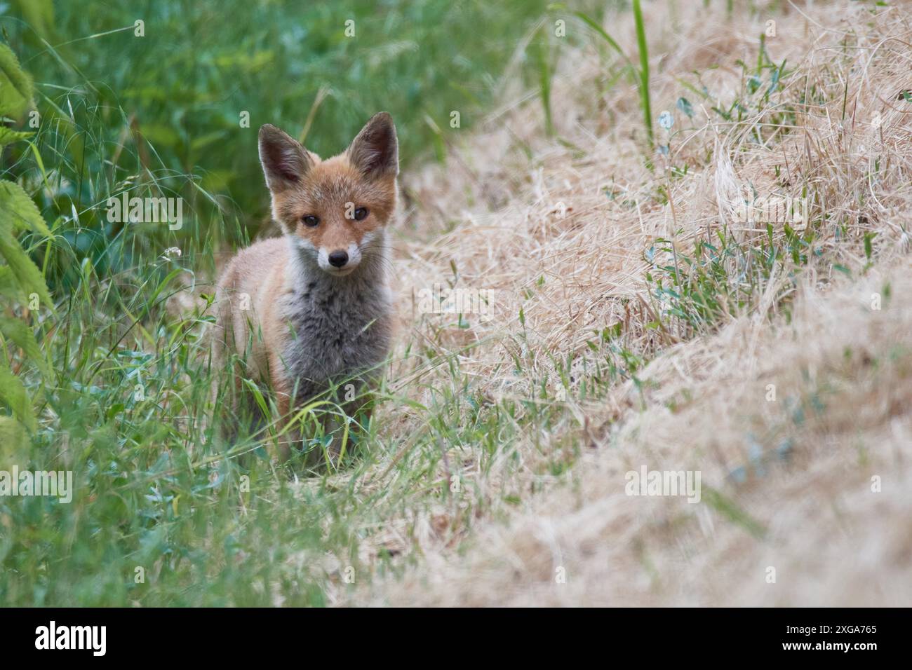 Young red fox hunting mice. Young red fox hunting Stock Photo - Alamy