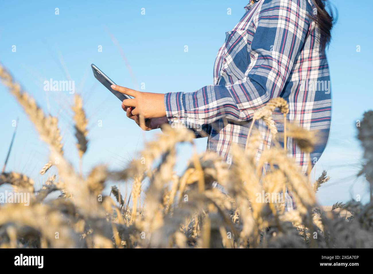 Farmer in wheatfield touching wheat hi-res stock photography and images ...