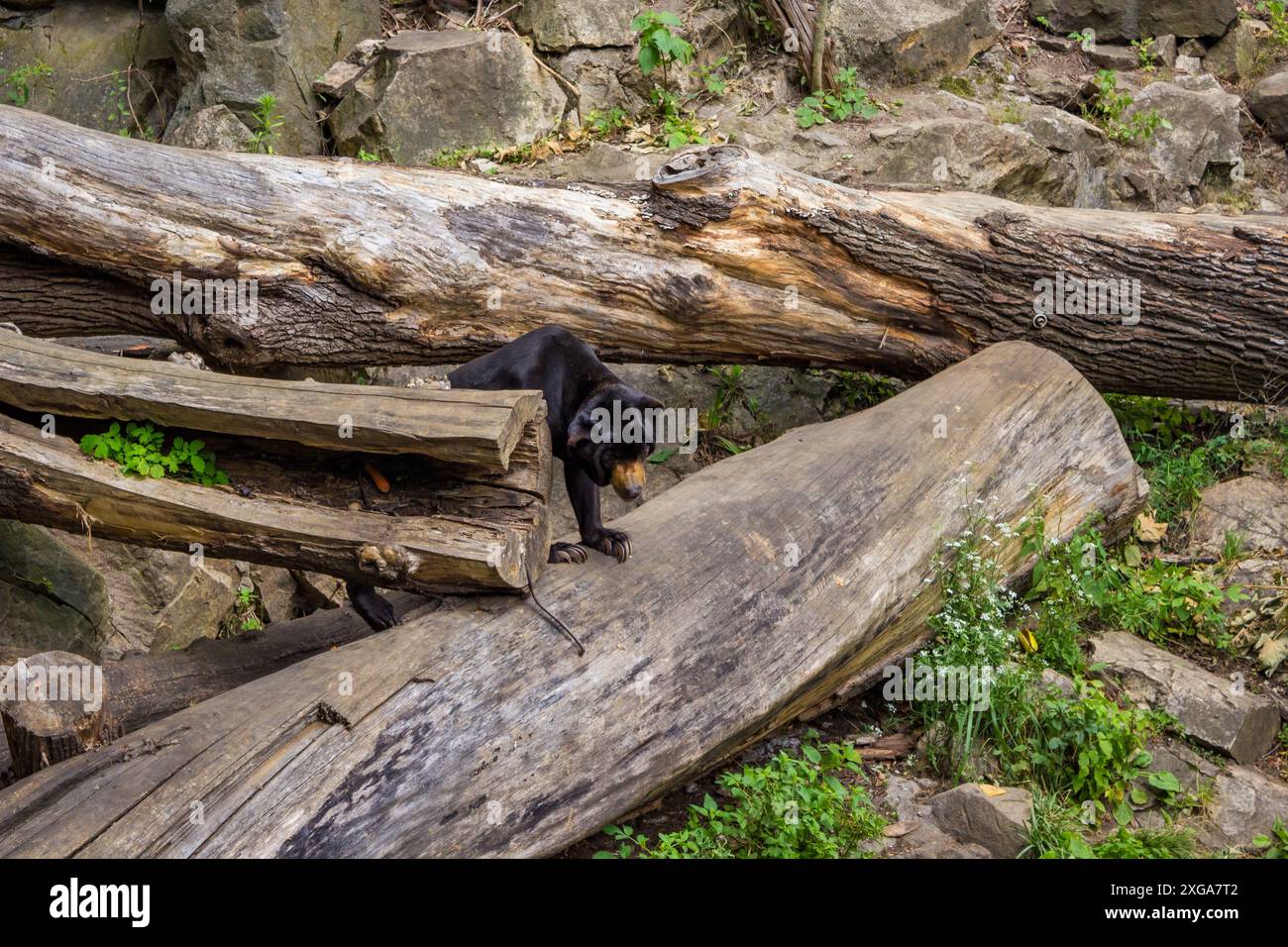Interior of pavilions in a modern zoo with wild animals Stock Photo - Alamy