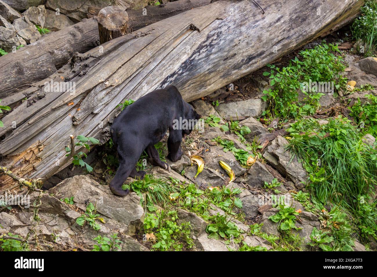 Interior of pavilions in a modern zoo with wild animals Stock Photo - Alamy