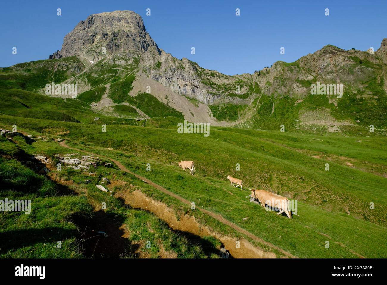 Cows ascending the hill, Col de Souzon, Midi d'Ossau peak, 2884 meters ...
