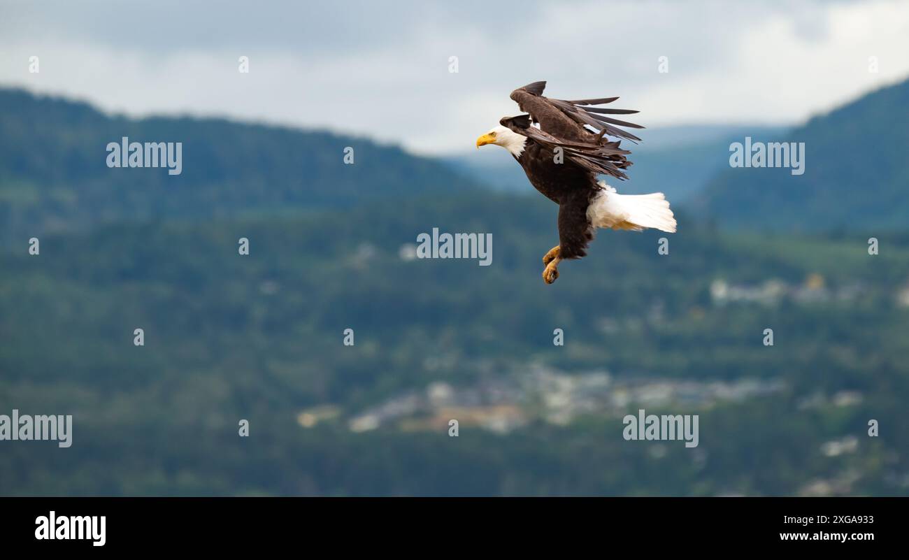 Majestic bald eagle soars hi-res stock photography and images - Alamy