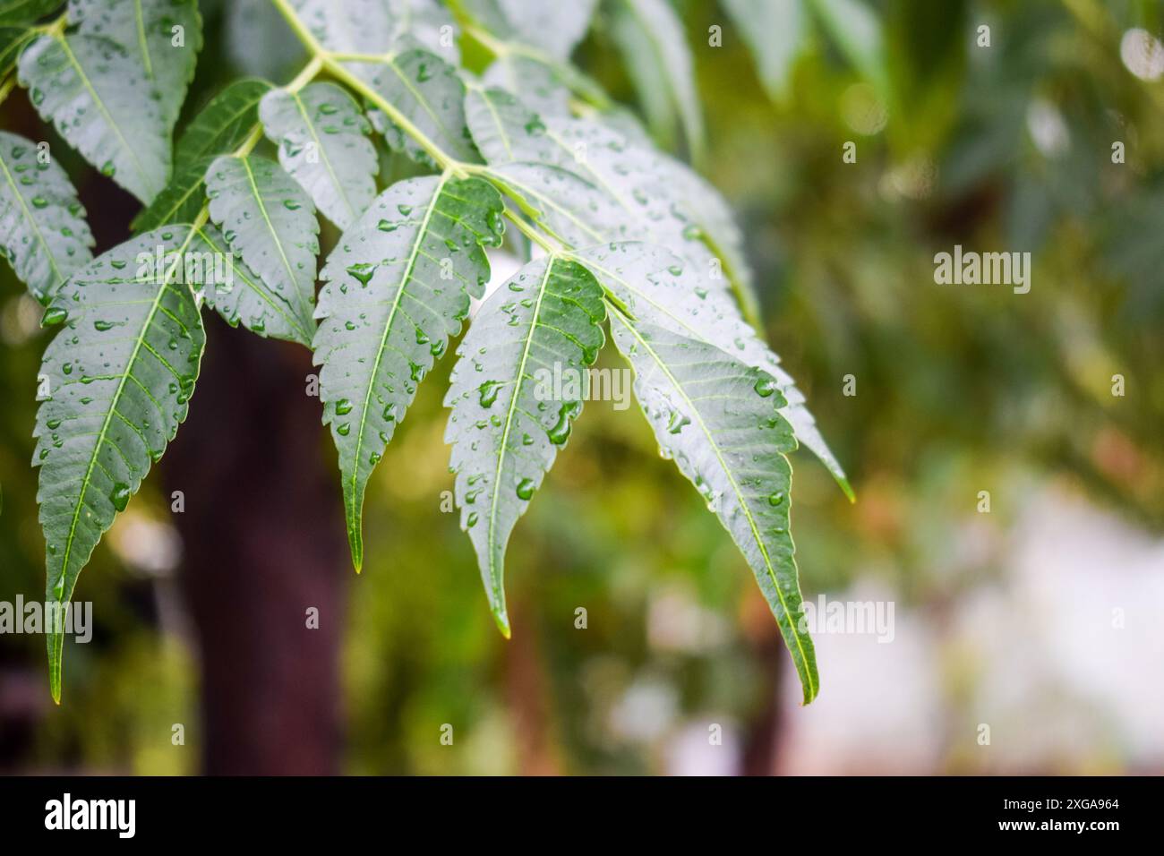 Green dewy neem leaves. Medicinal neem leaves Azadirachta indica ...