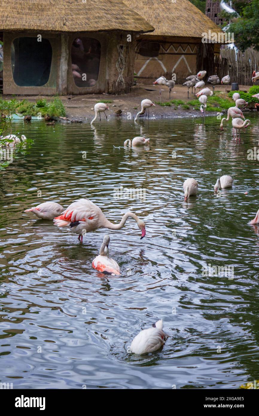 Interior of pavilions in a modern zoo with wild animals Stock Photo - Alamy