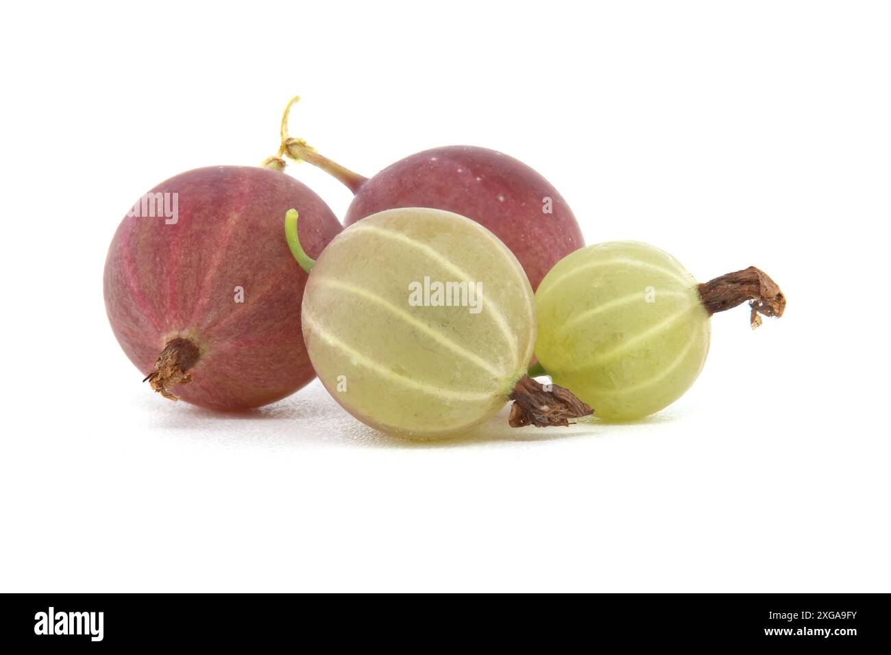 A detailed close-up image of ripe red and green gooseberries isolated ...