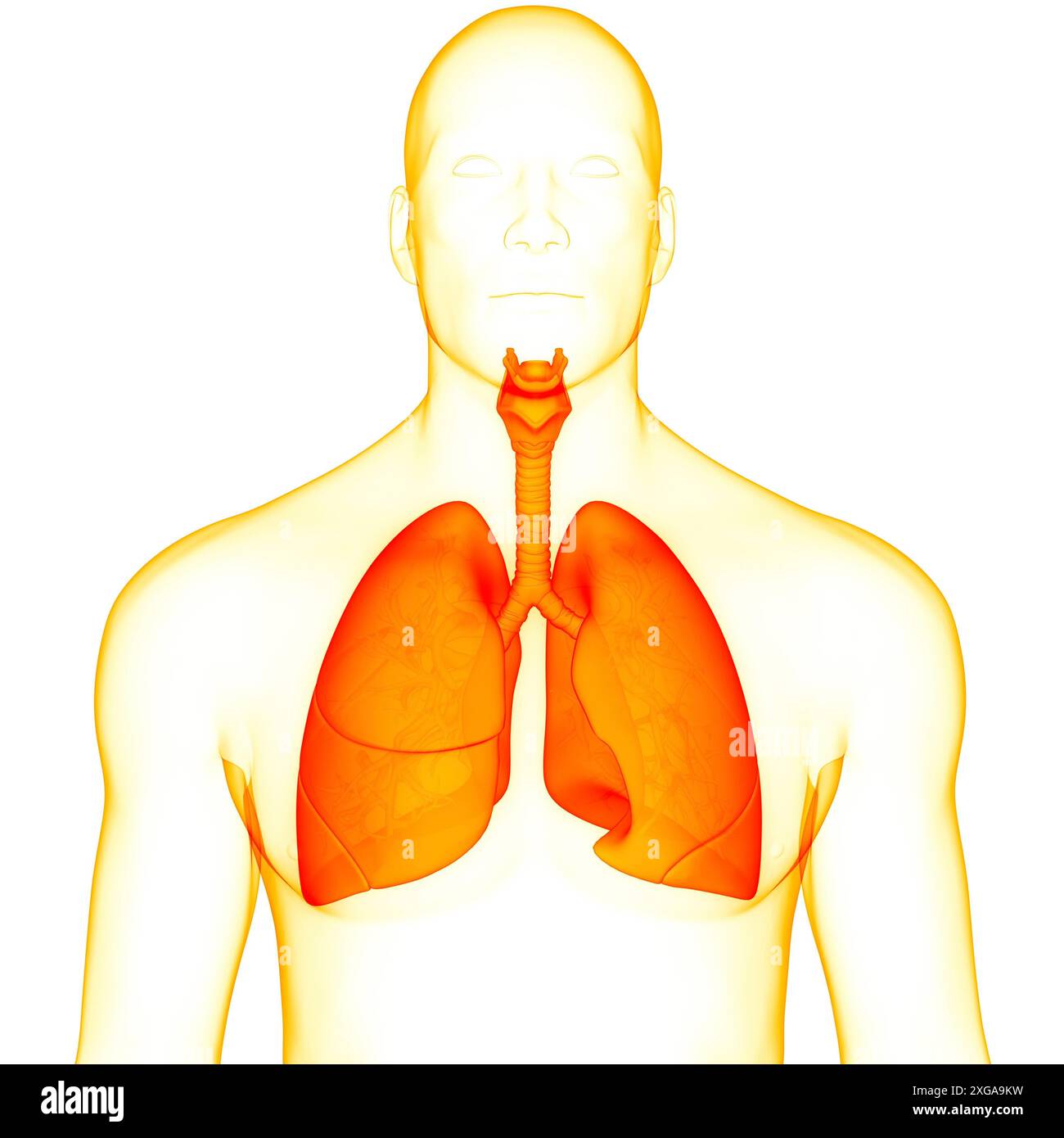 3D Illustration Concept of Human Respiratory System Lungs Anatomy Stock ...