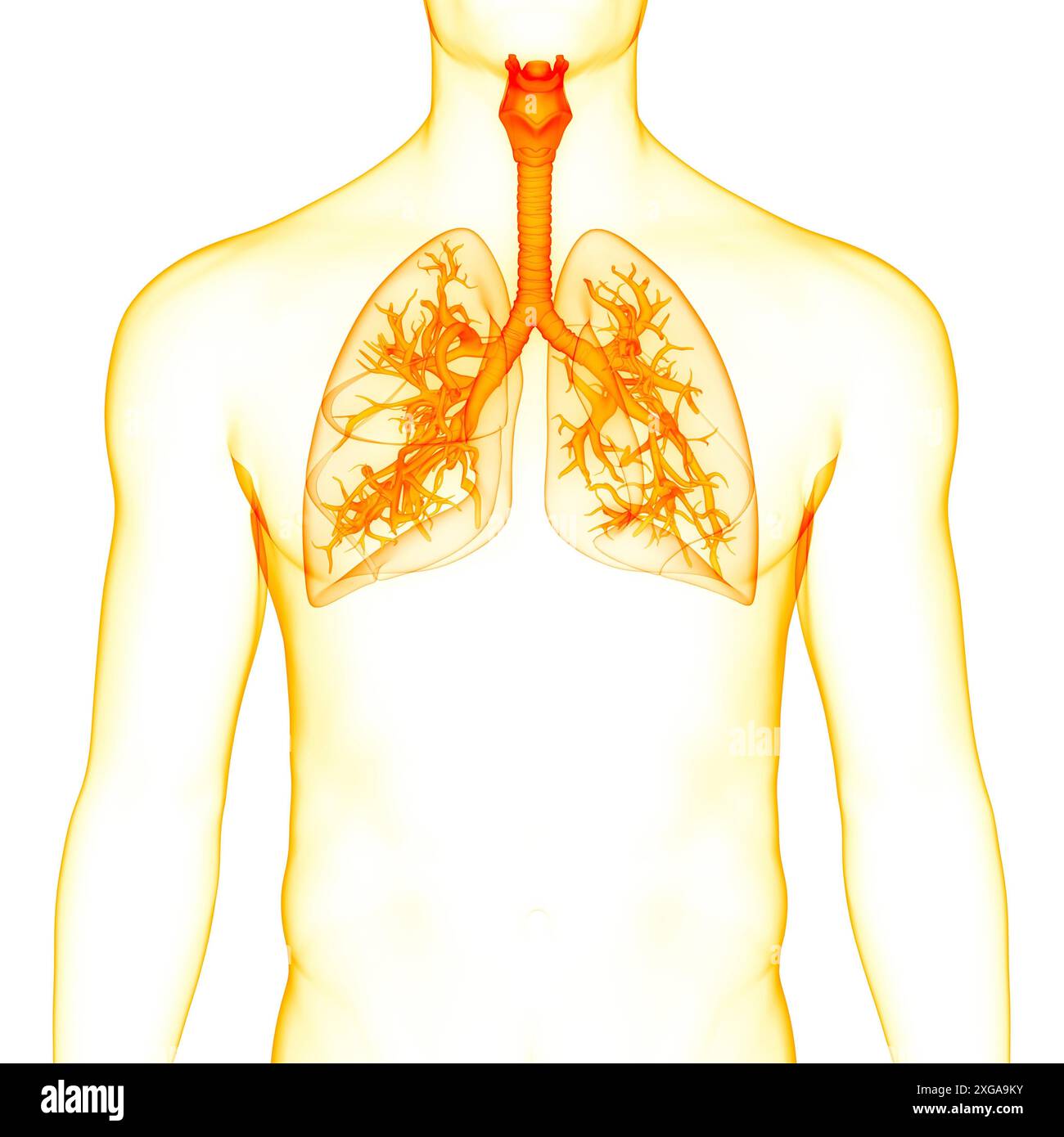 3D Illustration Concept of Human Respiratory System Lungs Anatomy Stock ...