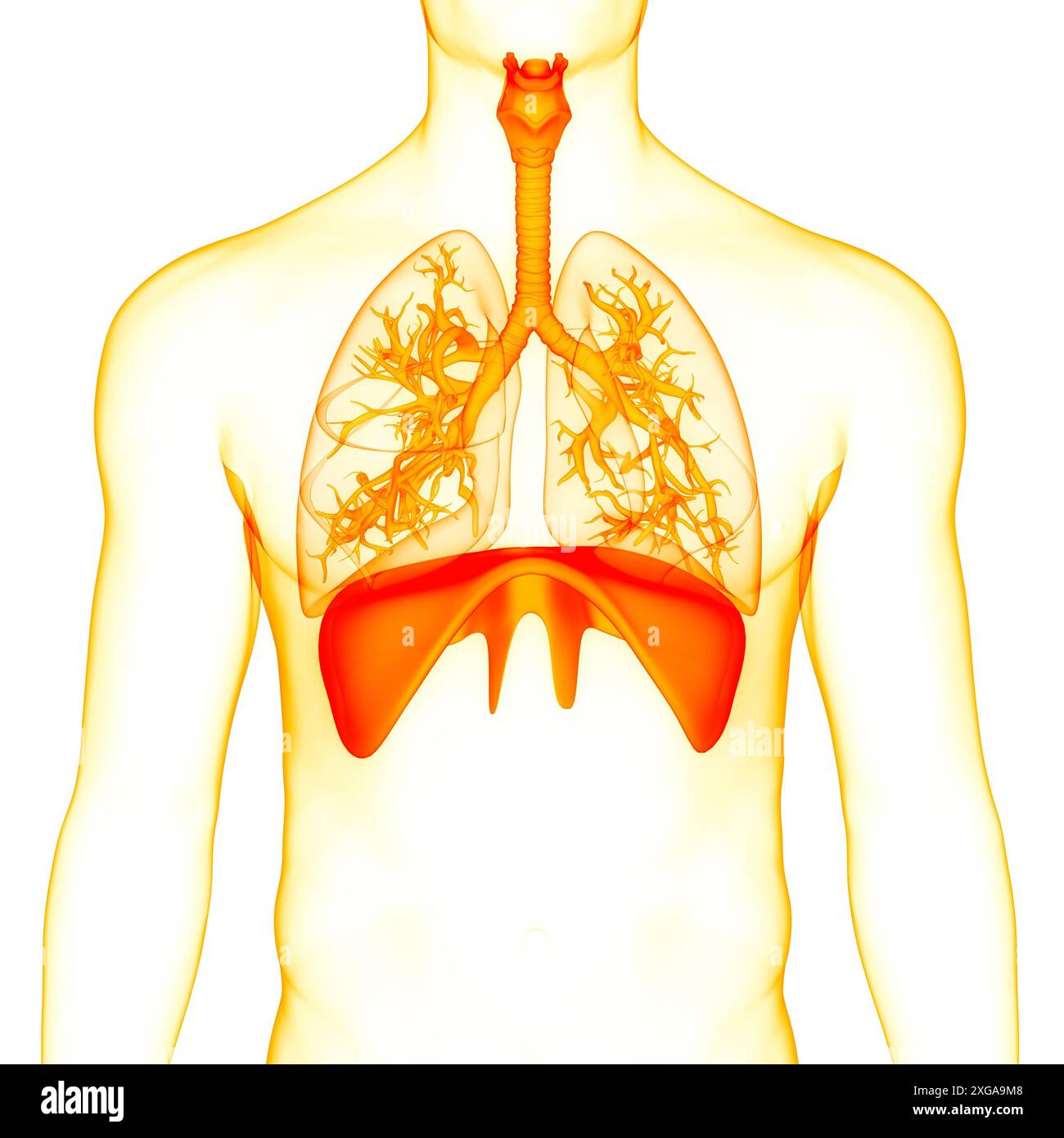 3D Illustration Concept of Human Respiratory System Lungs with ...