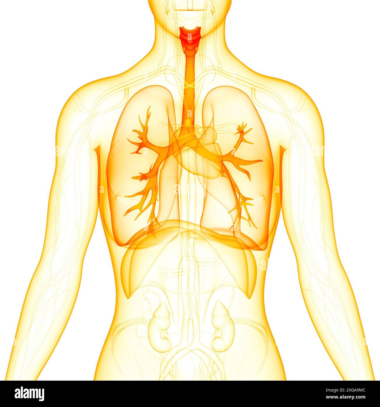 3d concept human respiratory system hi-res stock photography and images ...