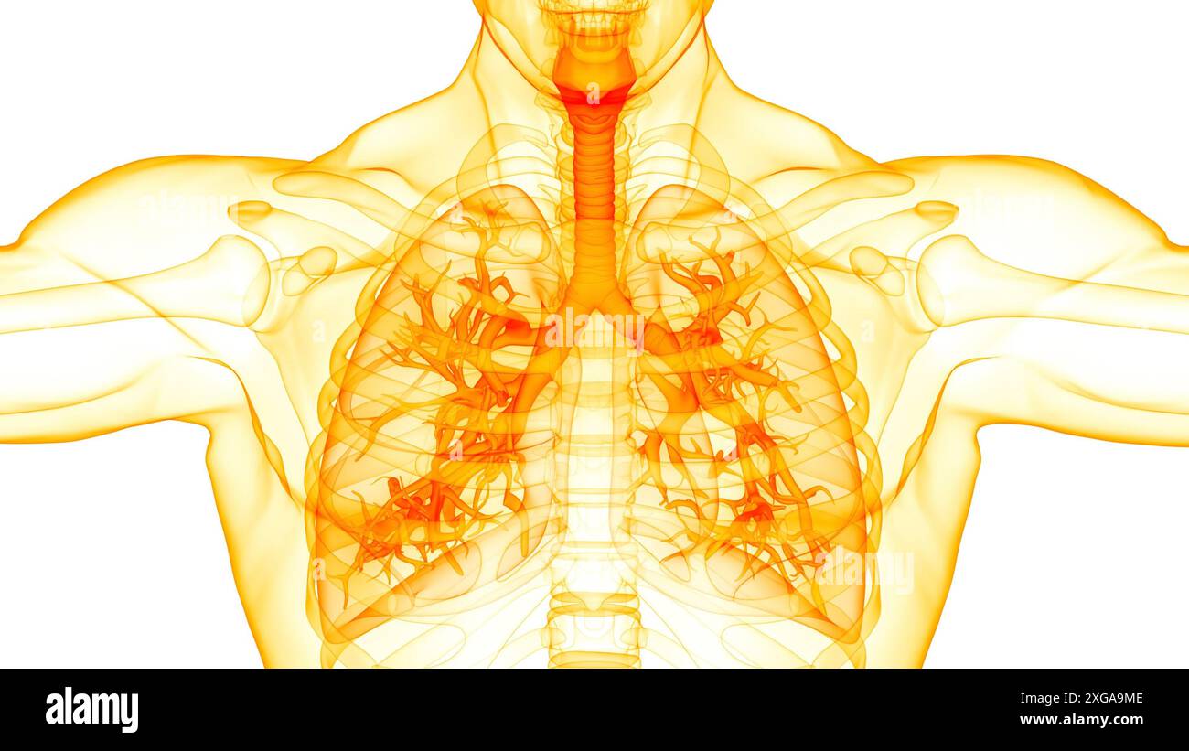 3D Illustration Concept of Human Respiratory System Lungs Anatomy Stock ...