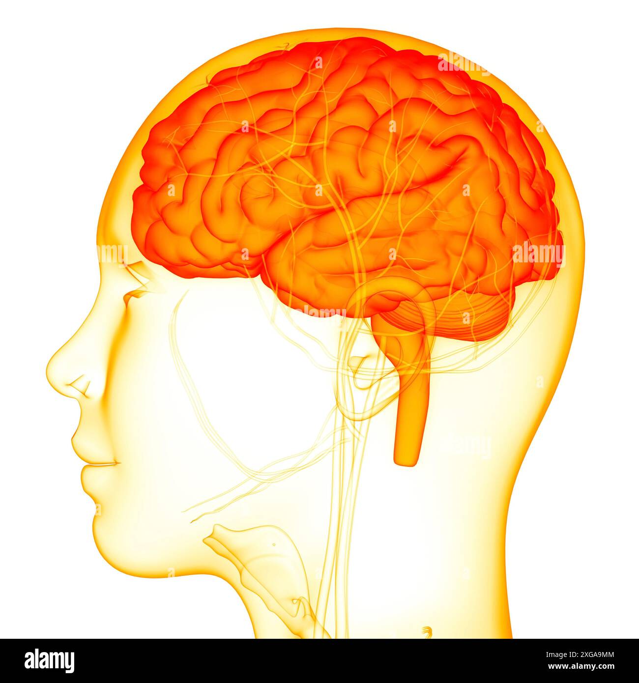 3D Illustration Concept of Central Organ of Human Nervous System Brain ...