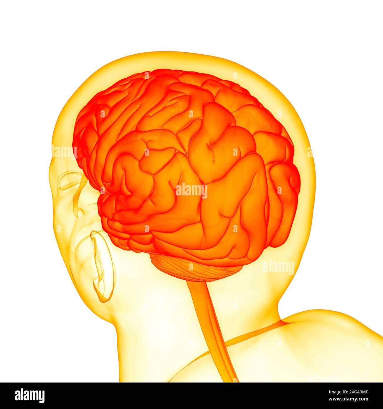 3D Illustration Concept of Central Organ of Human Nervous System Brain ...