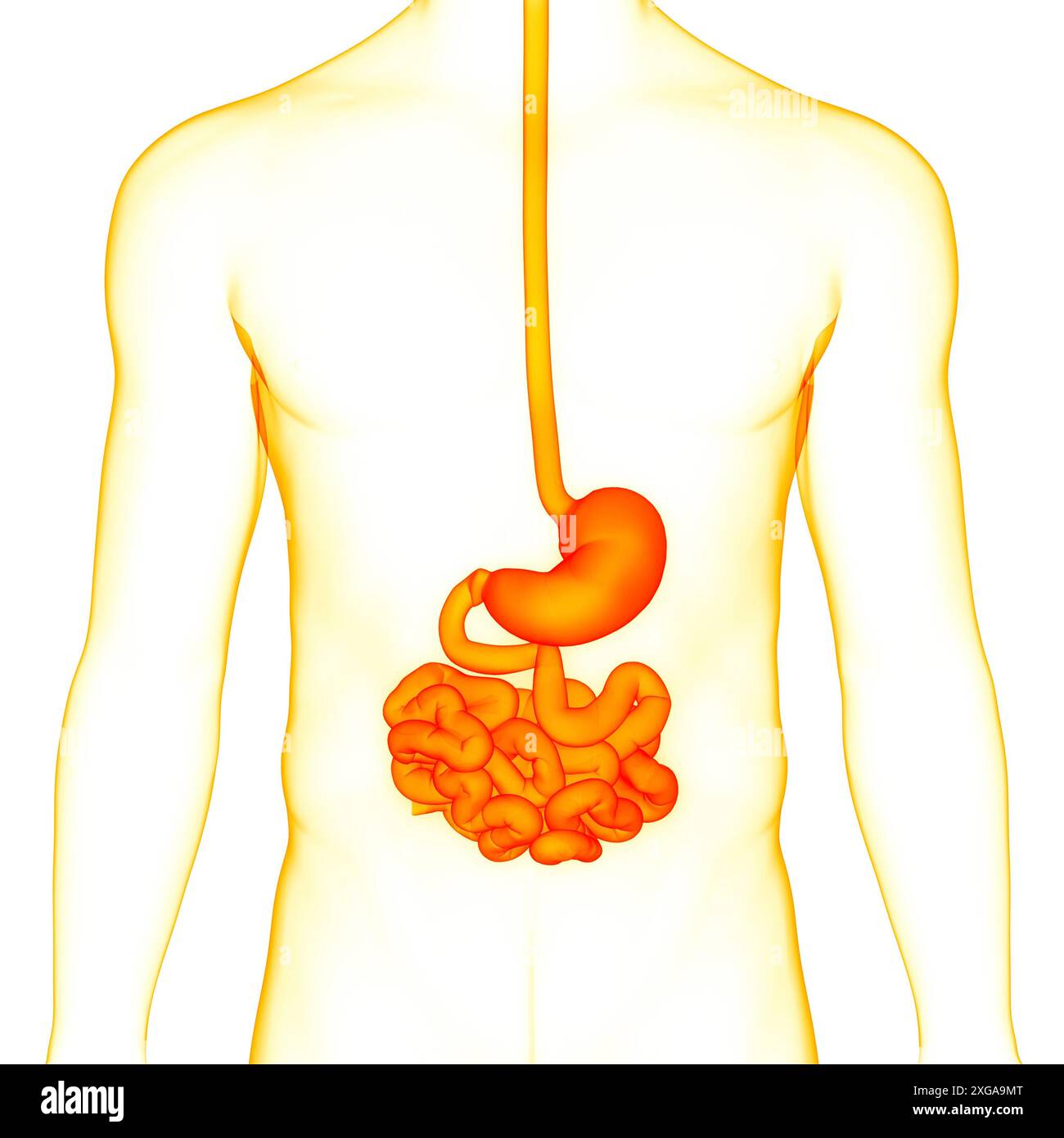 Real Digestive System Without Labels Human Digestive System Diseases