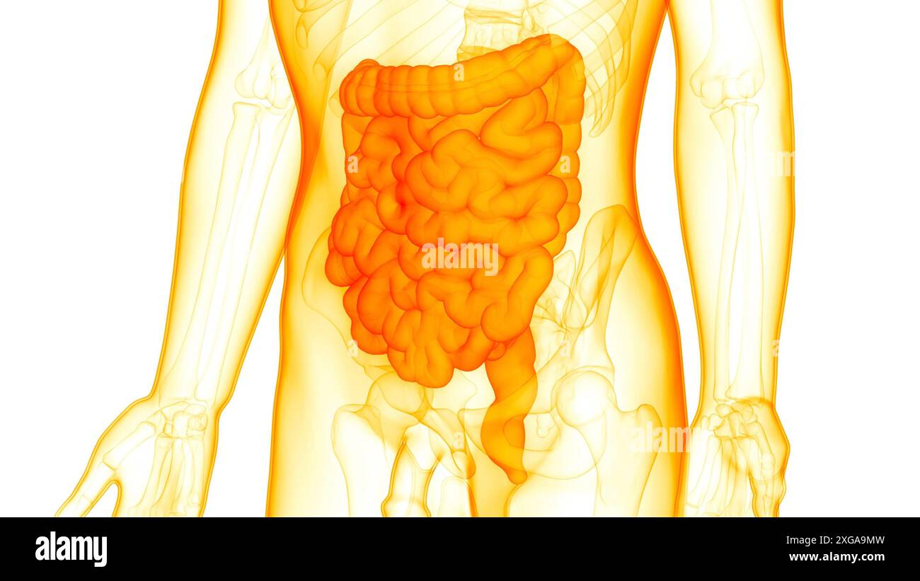 3D Illustration Concept of Human Digestive System Large and Small ...