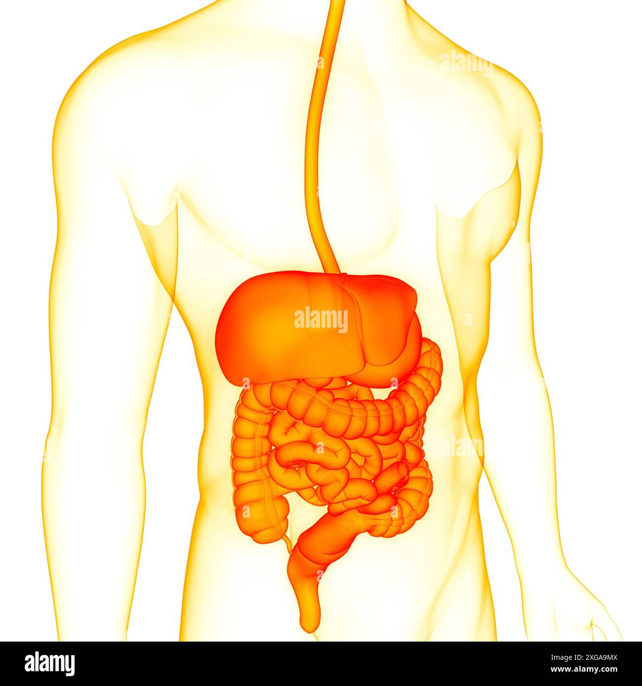 3D Illustration Concept of Human Digestive System Anatomy Stock Photo ...