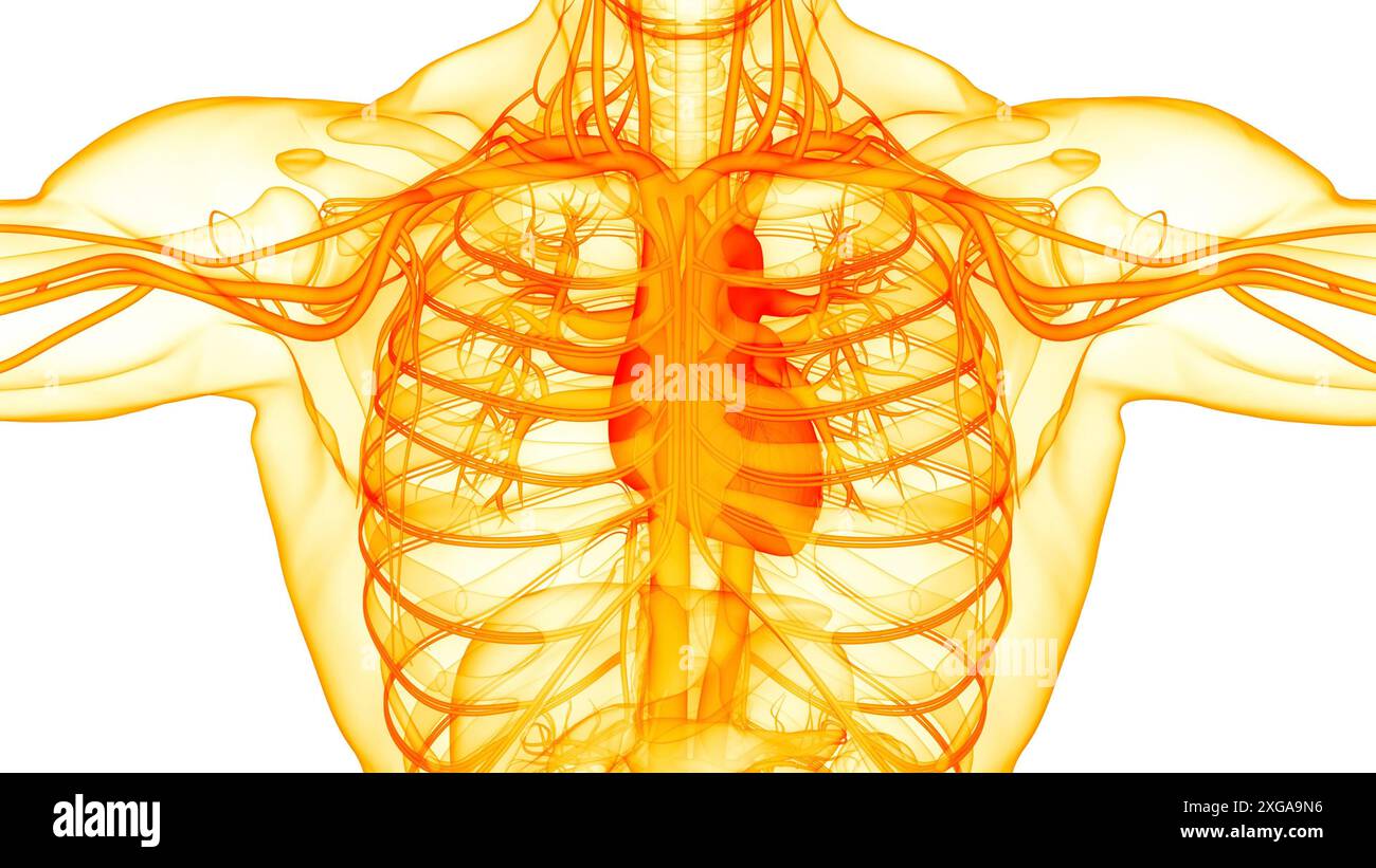 3D Illustration Concept of Human Circulatory System Heart Anatomy Stock ...