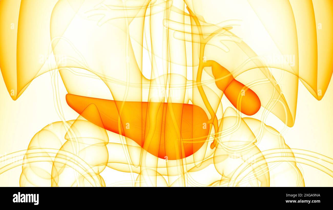 3D Illustration Concept of Human Internal Organs Pancreas with ...