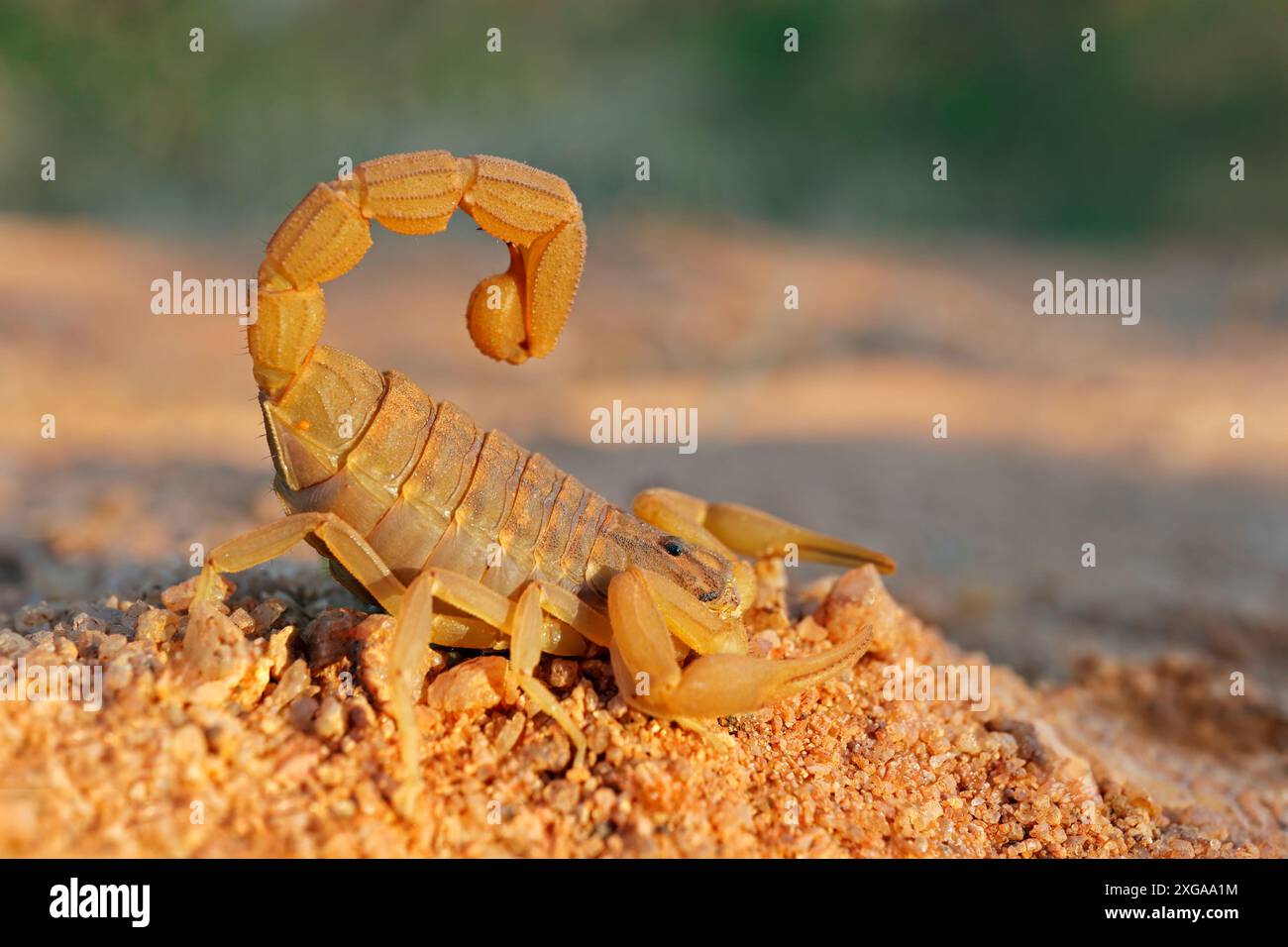 Stinger raised hi-res stock photography and images - Alamy