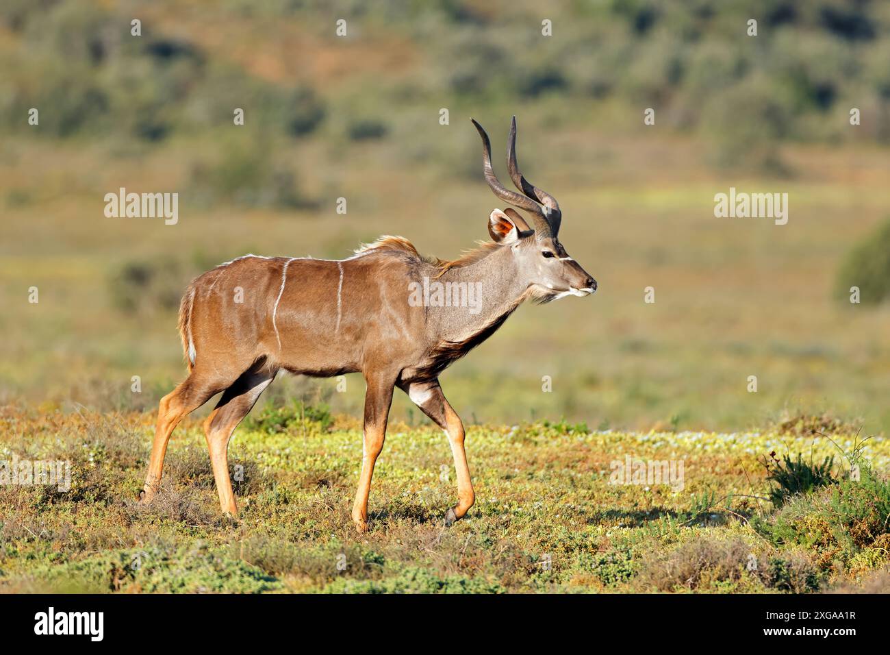 Male Kudu Antelope Tragelaphus Strepsiceros Walking In Natural Male Kudu Antelope Tragelaphus Strepsiceros Walking In Natural