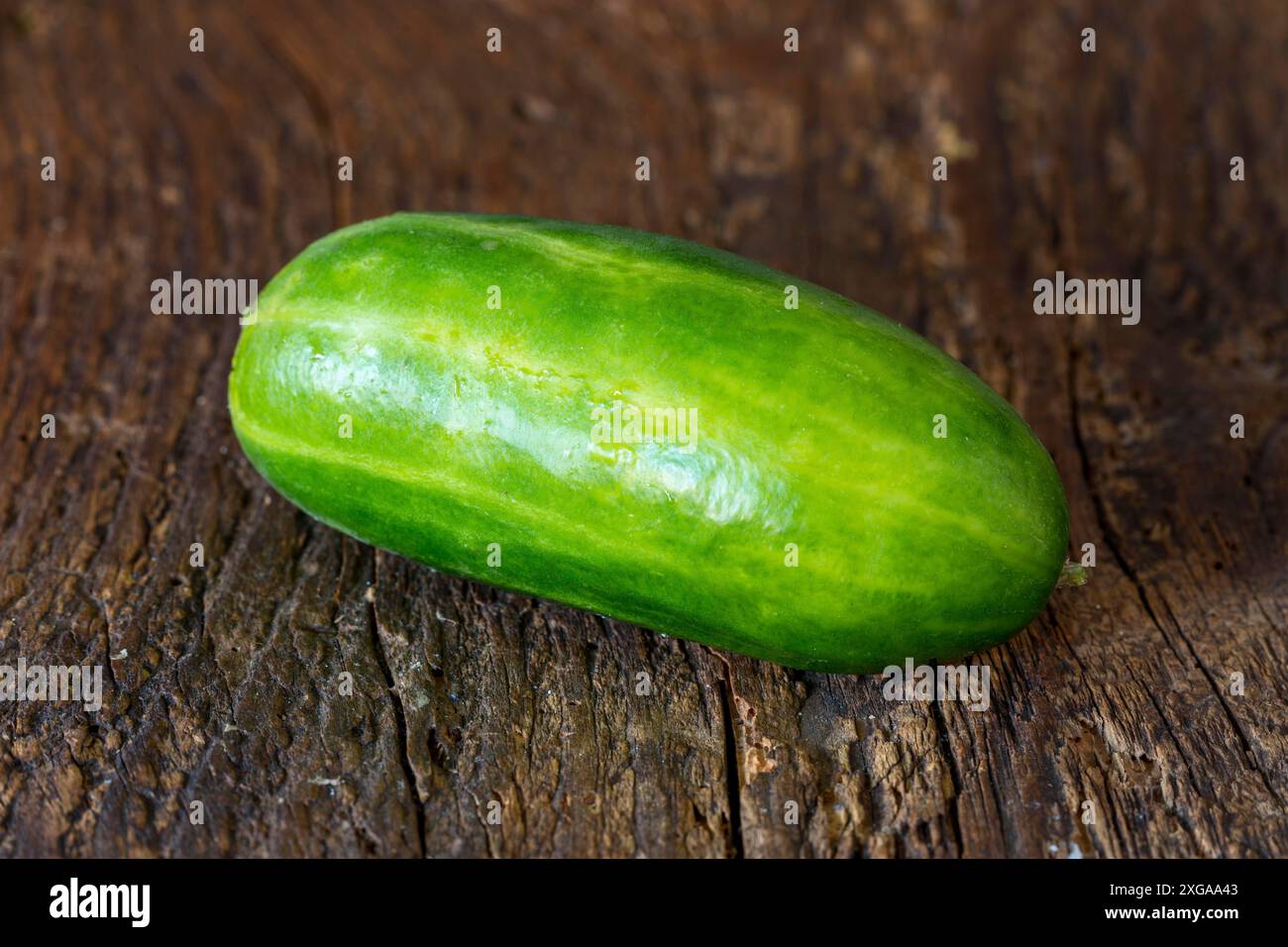 Cucumber cultivation hi-res stock photography and images - Alamy