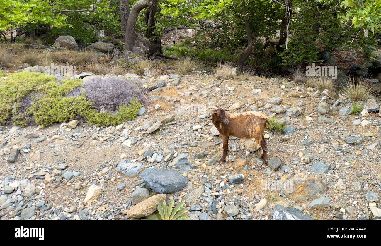Horned and bearded goat at pasture in Greek island nature background ...