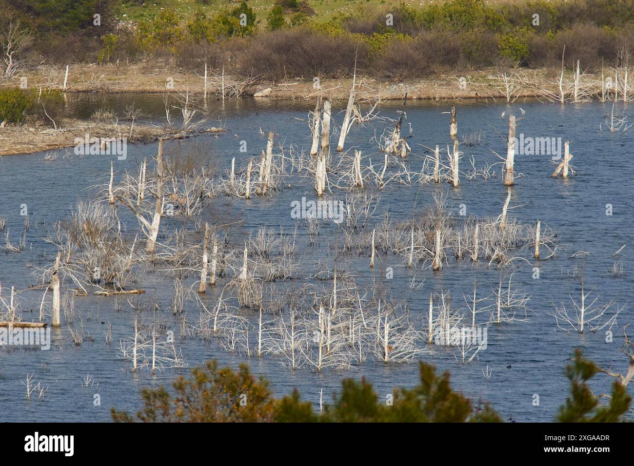A lake with dead trees and light-coloured vegetation in the water ...