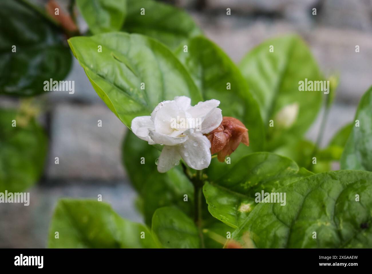 beautiful jasmine white flower blooming on plant,in india known as ...