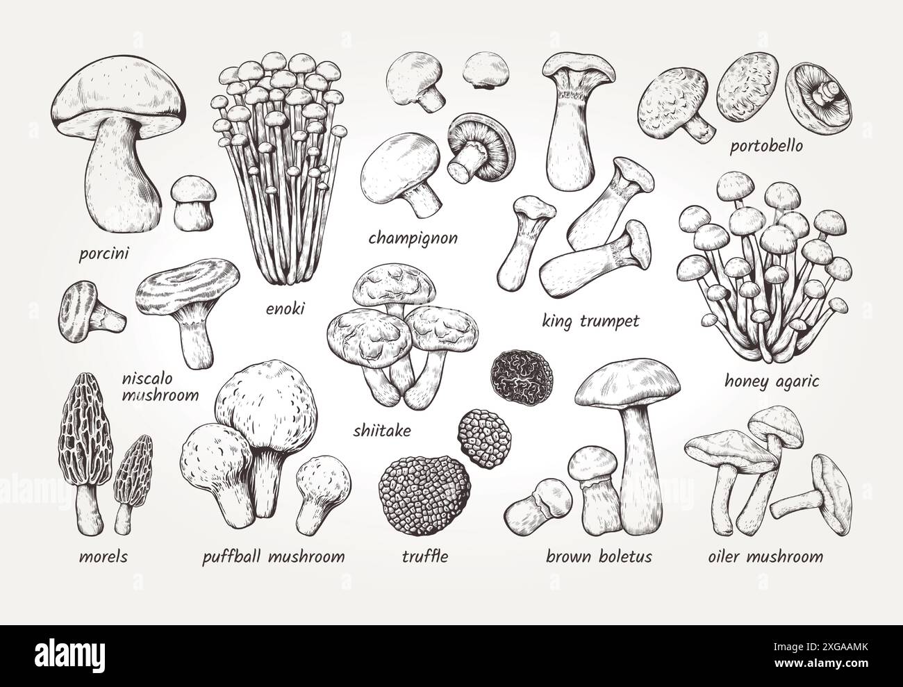 Mushroom sketch. Forest fungi. Hand drawn fungus plants. Autumn poison ...