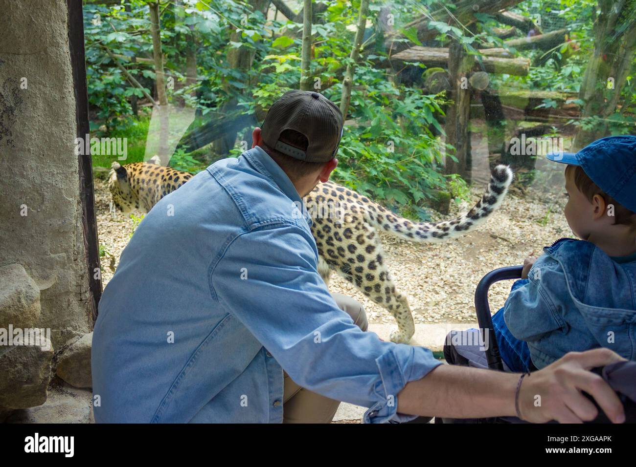 Father and son at the zoo looking at wild animals. Spending day with ...
