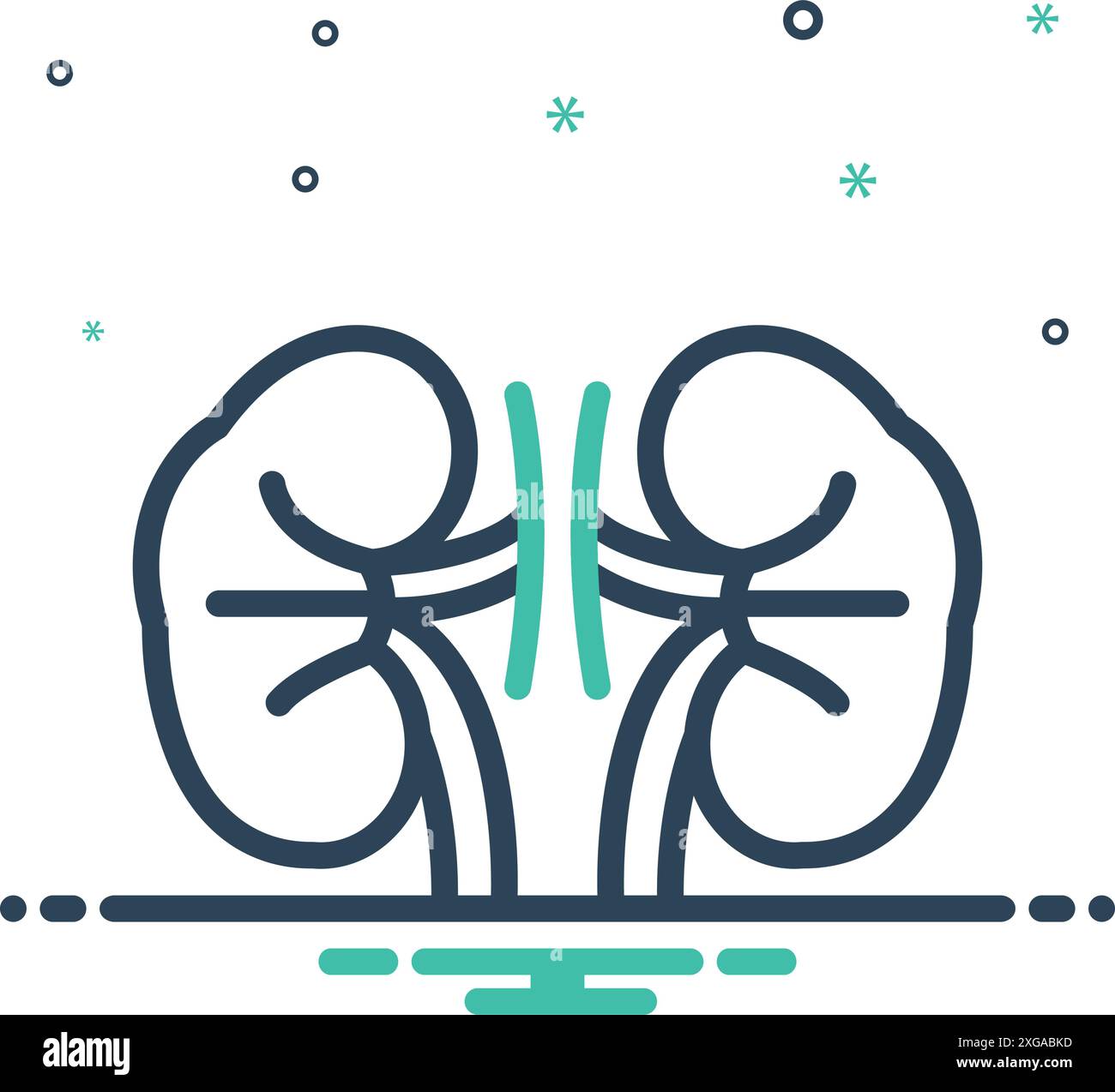 Icon for kidney,renal Stock Vector Image & Art - Alamy