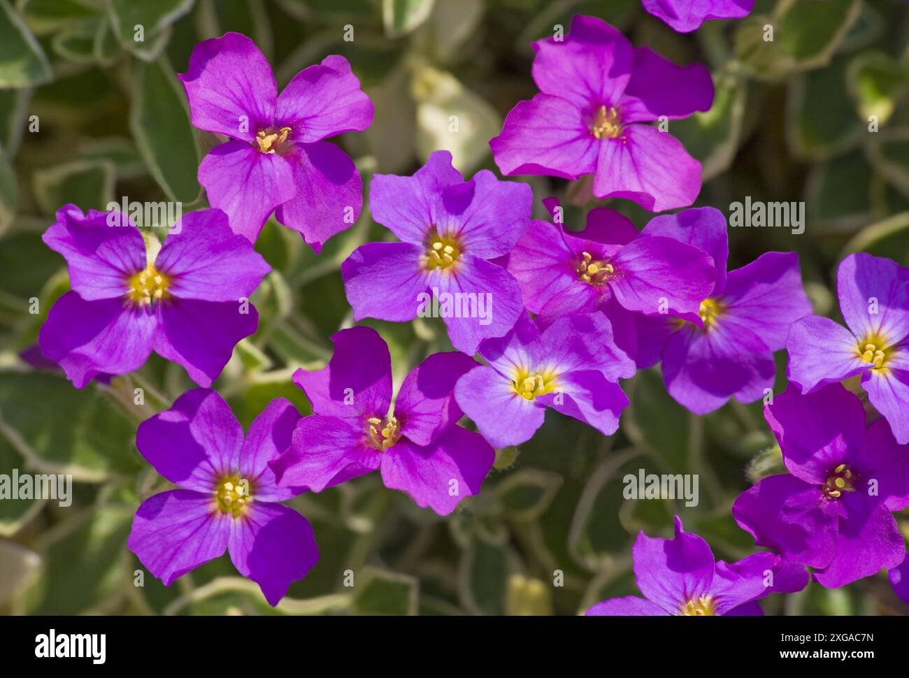Aubrieta "Dr Mule's Variegated Stock Photo - Alamy