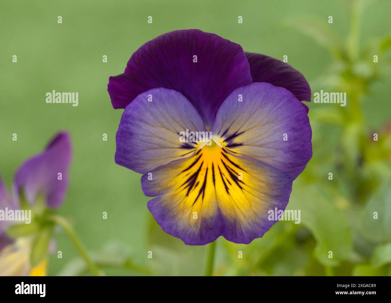 Pansy Matrix "Midnight Glow Stock Photo - Alamy