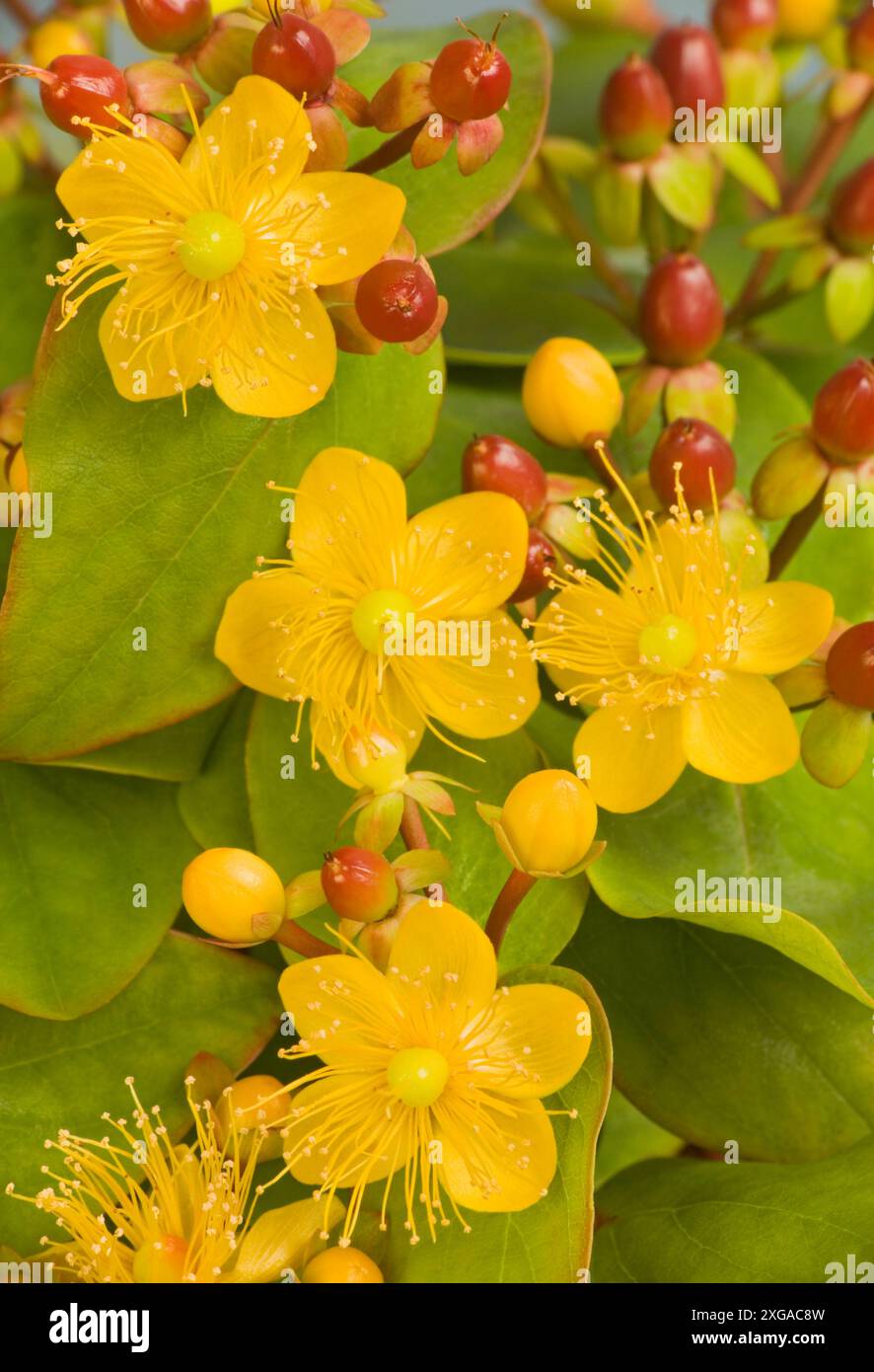 Hypericum inodorum "Orange Flair Stock Photo - Alamy