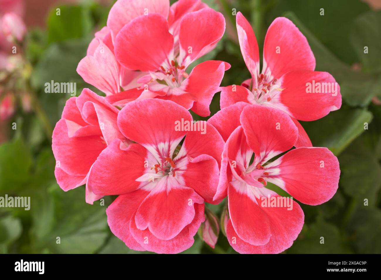 Geranium "Moonlight Vinetta", Pelargonium Stock Photo - Alamy
