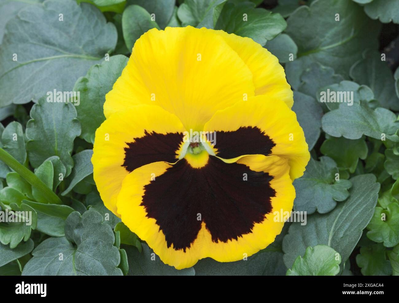 Hardy annual container hi-res stock photography and images - Alamy