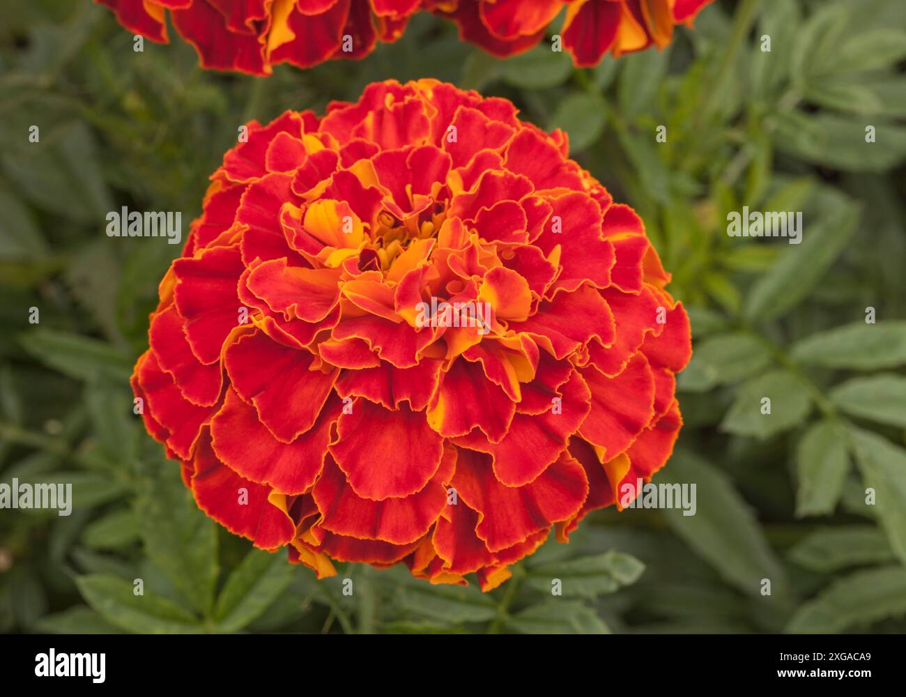 Afro-French Marigold "Zenith Red" Tagetes patula x erecta Stock Photo ...