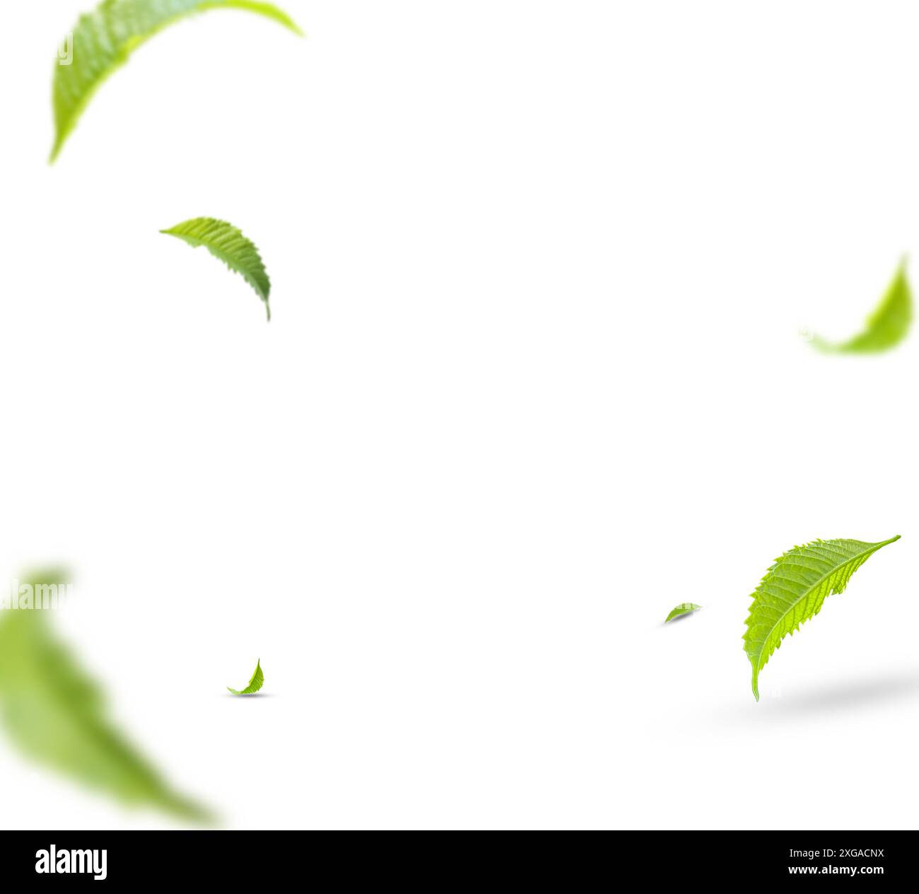 Green Floating Leaves Flying Leaves Green Leaf Dancing on white ...