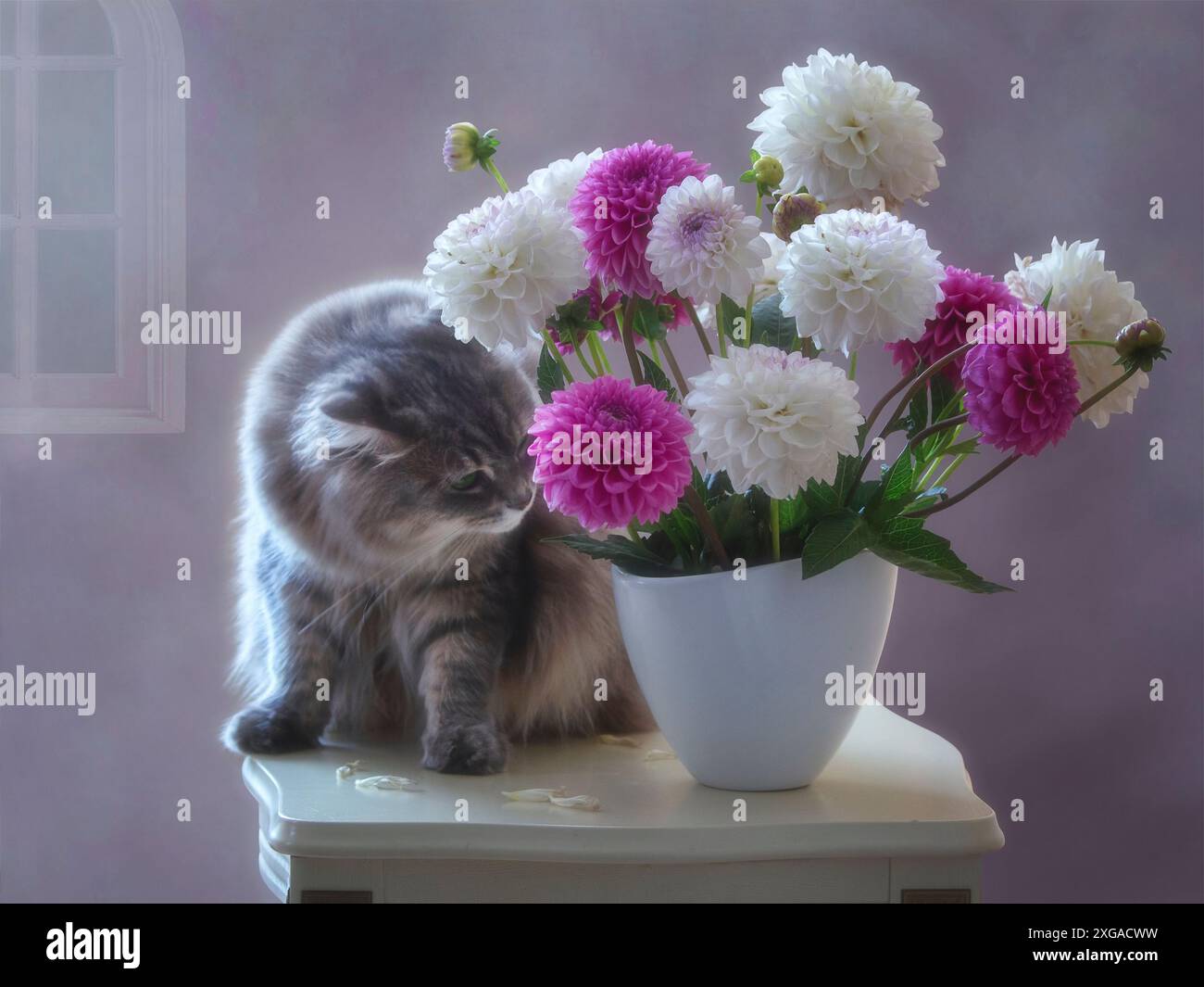 Bouquet of dahlia flowers and curious kitty Stock Photo - Alamy
