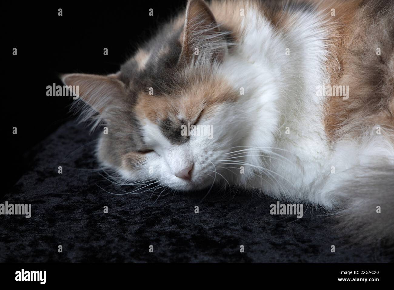 Sleeping fat cat hi-res stock photography and images - Alamy