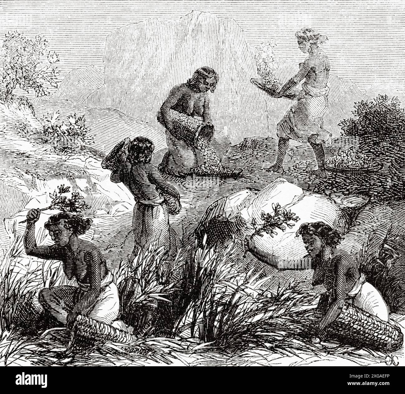 Native american corn, woodcut hi-res stock photography and images - Alamy