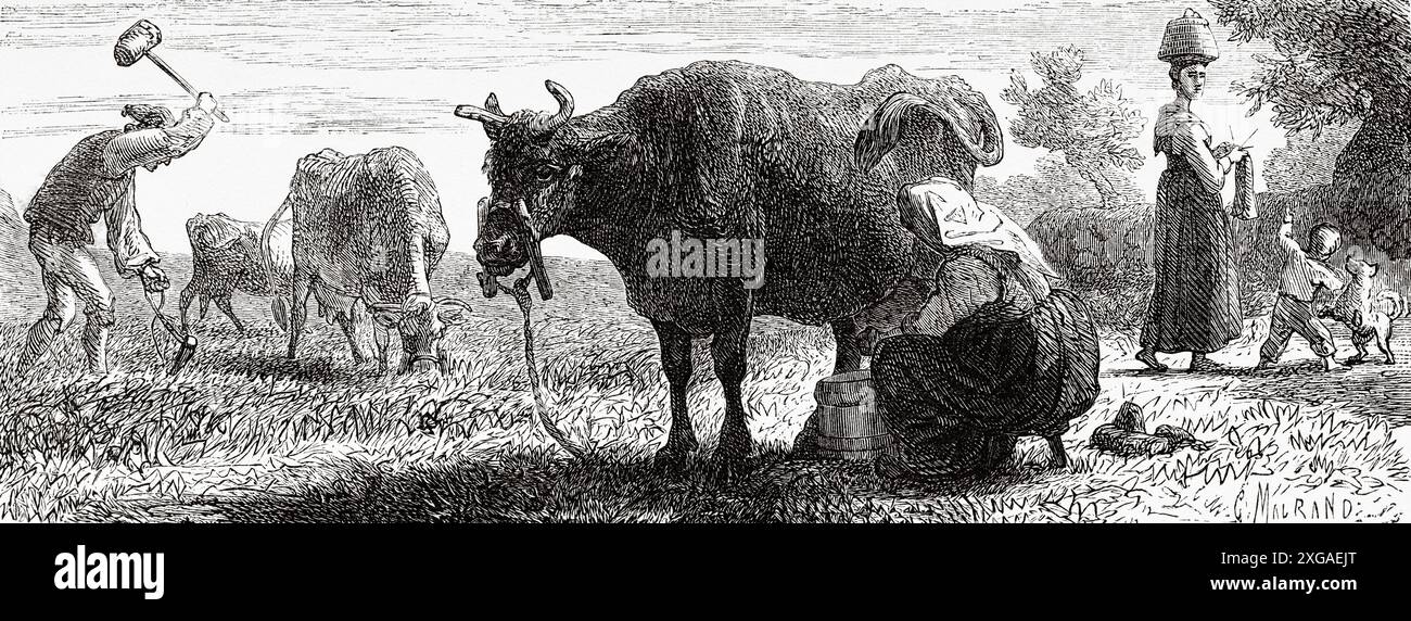 Herdsman and women milking cows in Funen, Denmark, drawing by Lorenz ...