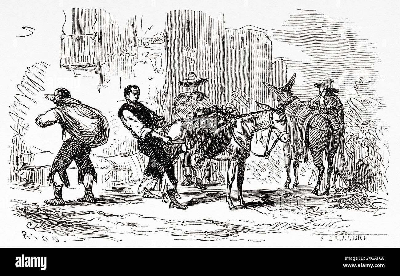 Mule driver, Mexico, drawing by Edouard Riou (1833-1900) Travel in ...