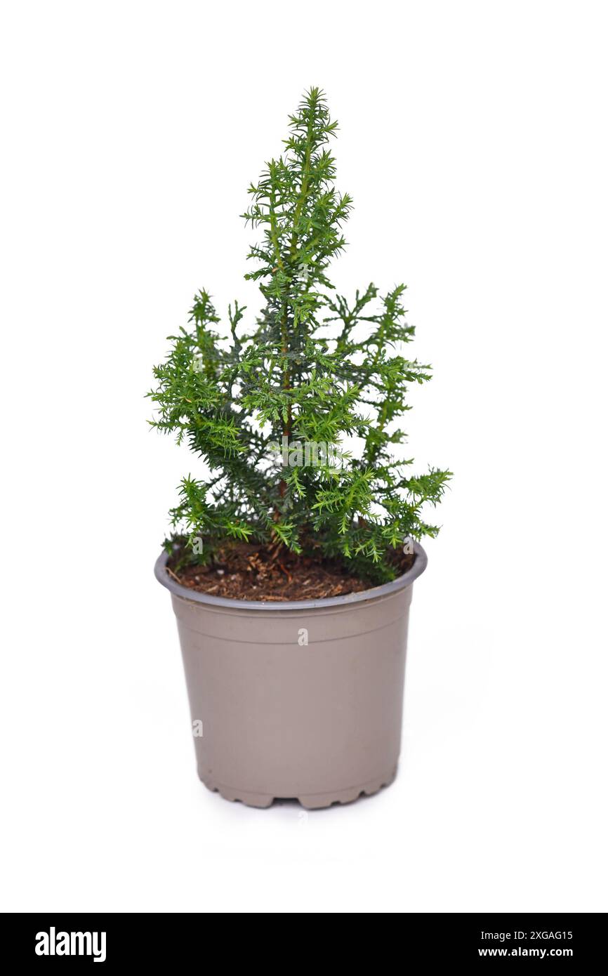 Small potted conifer tree plant on white background Stock Photo - Alamy