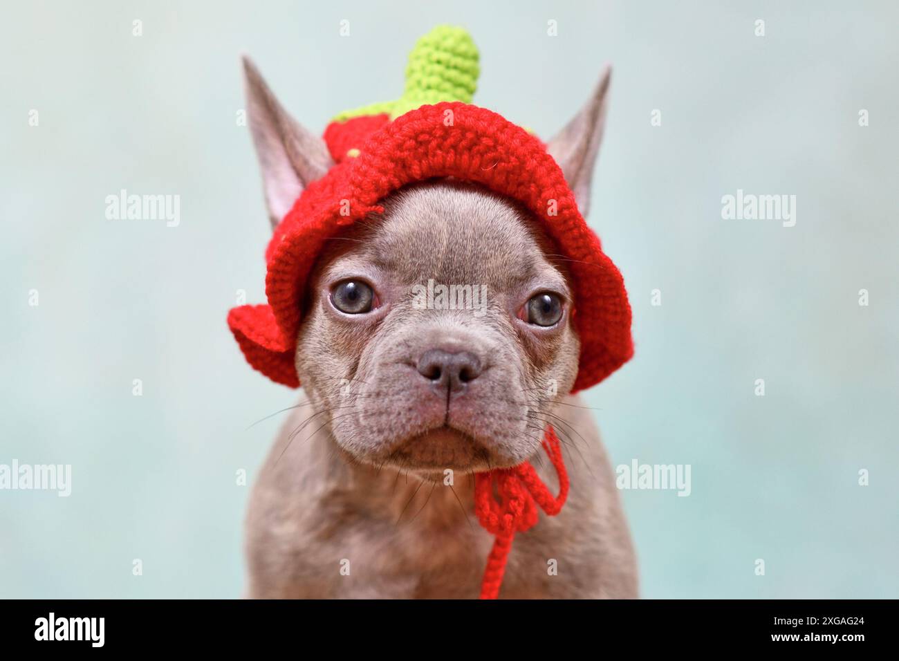 Cute young Lilac Brindle French Bulldog dog puppy with knitted ...